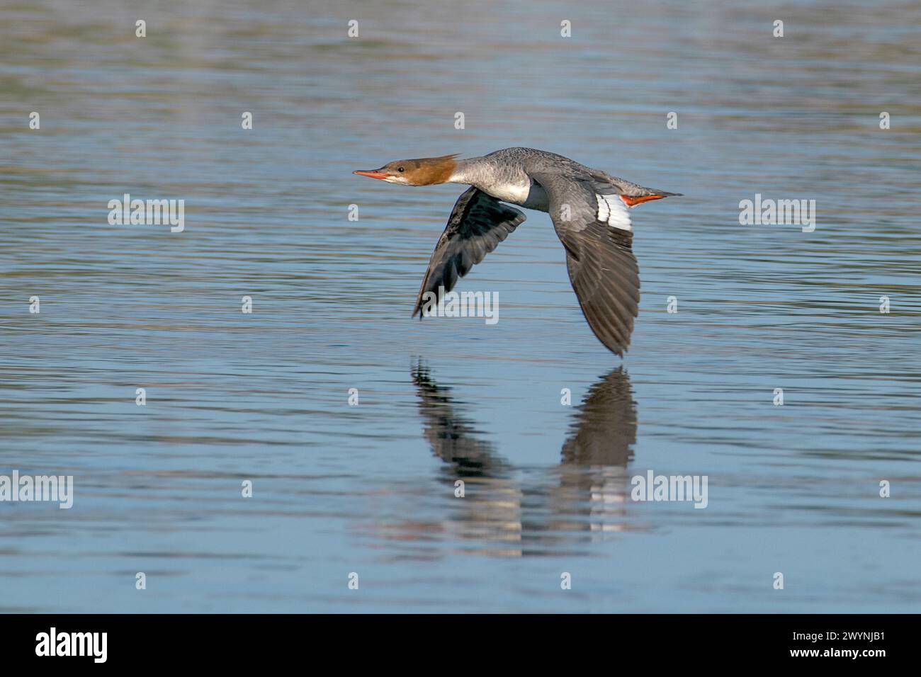 Common Merganser in flight over Boise River Idaho Stock Photo - Alamy