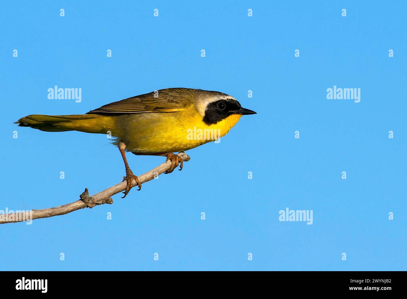 Common Yellowthroat in Eagle Island State Park Idaho Stock Photo - Alamy
