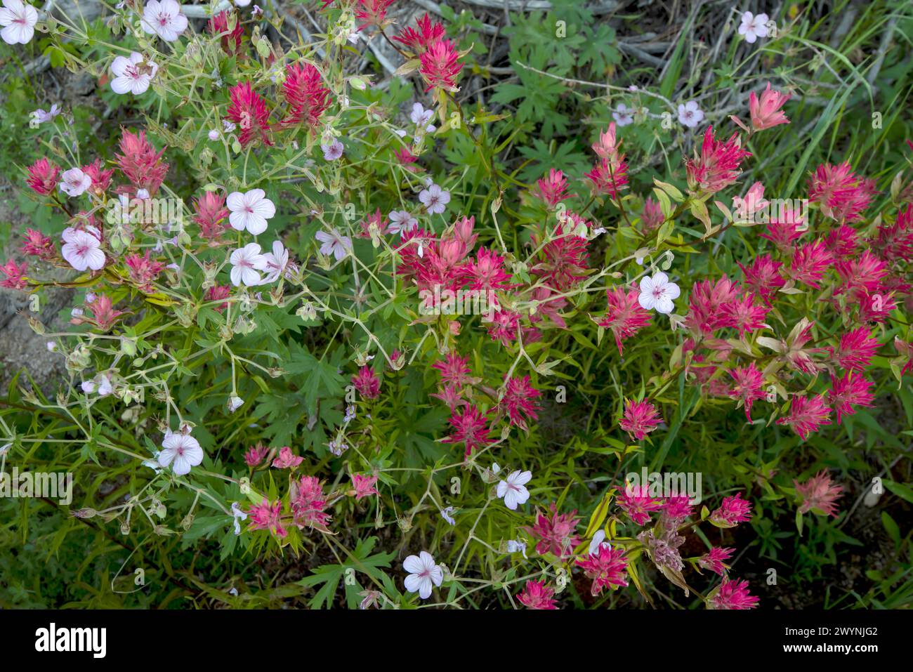 Alpine harmony hi-res stock photography and images - Alamy