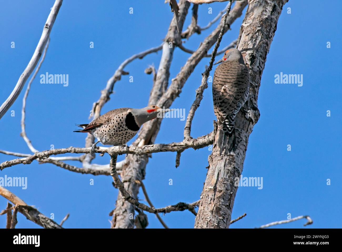 Northern Flickers in Boise Idaho Stock Photo - Alamy