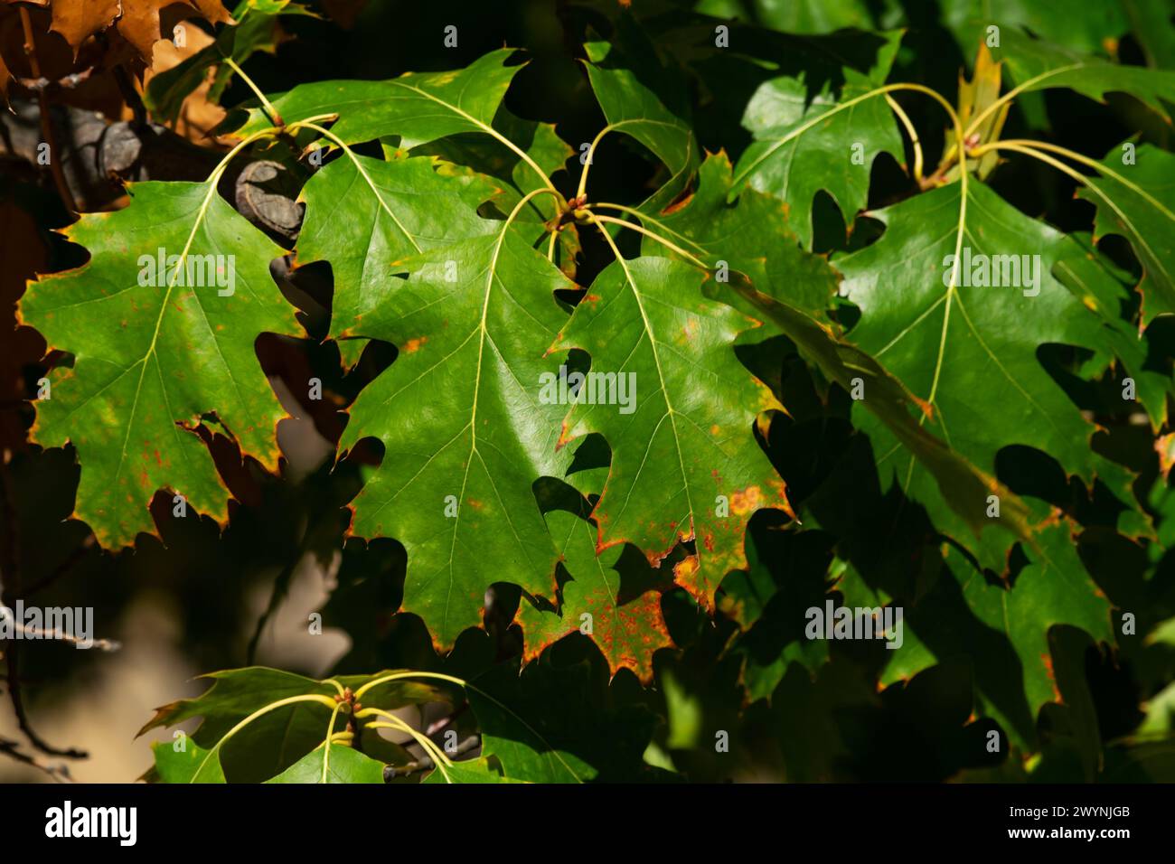 Northern Red Oak (Quercus rubra) in Idaho Stock Photo - Alamy