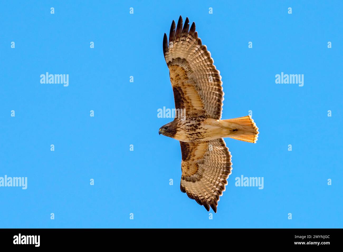 Evidenced based art hi-res stock photography and images - Alamy