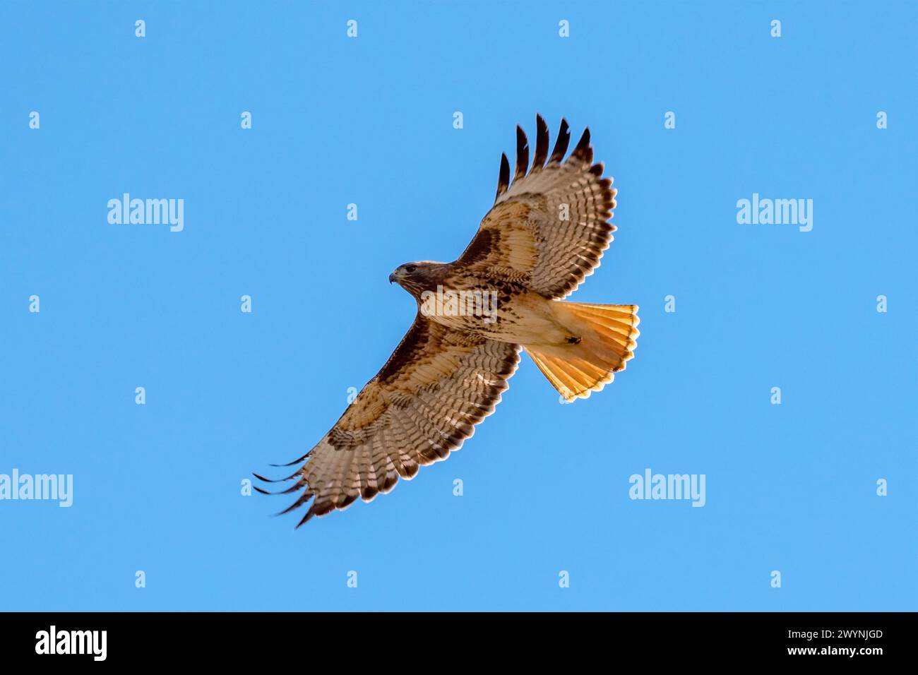 Red-tailed Hawk soaring in Boise Idaho Stock Photo - Alamy