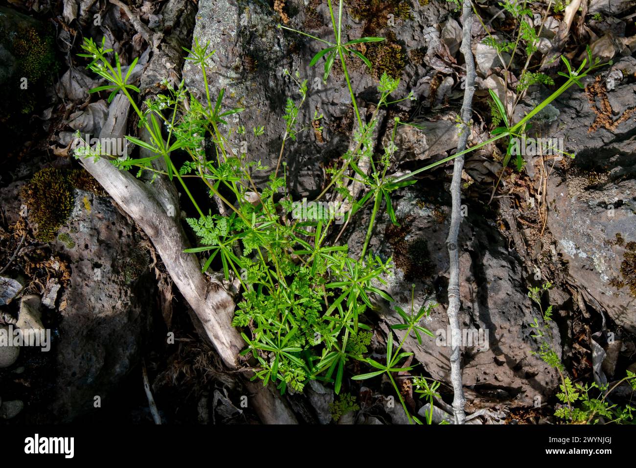 Evidenced based art hi-res stock photography and images - Alamy