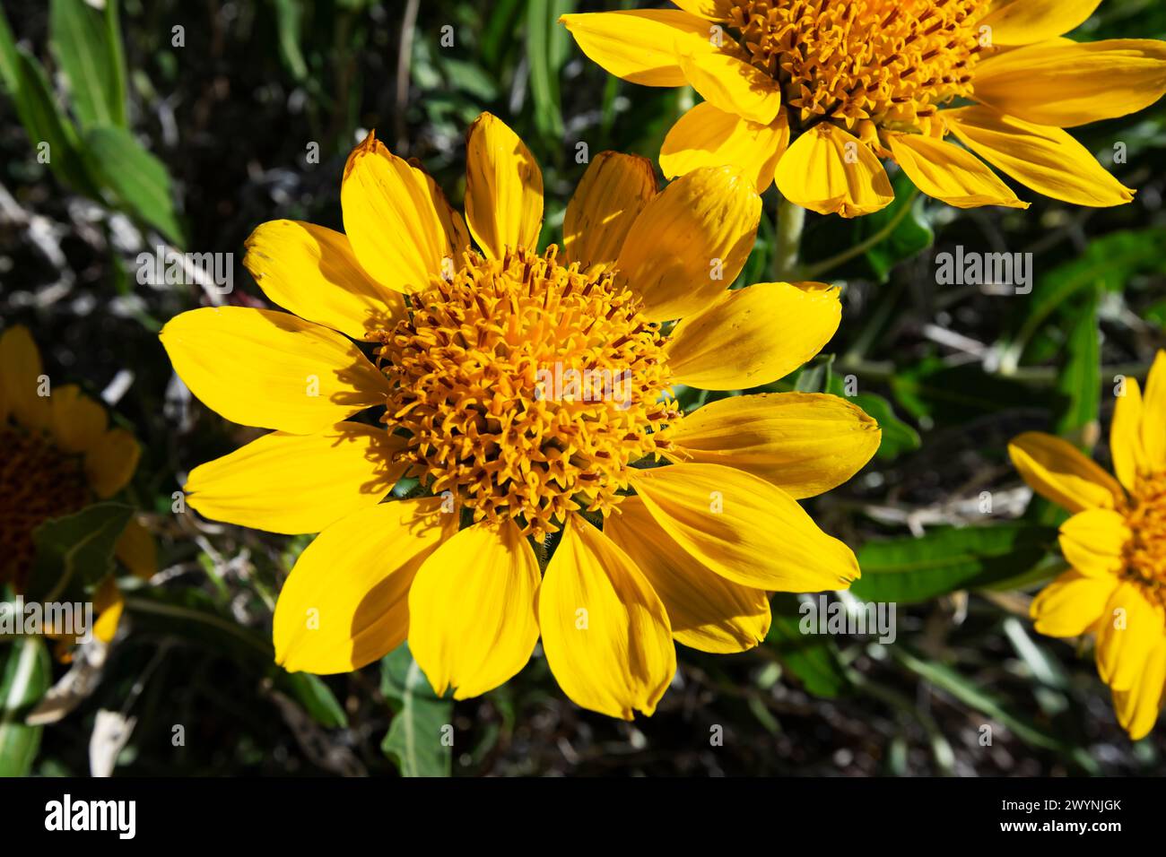 Mules ears hi-res stock photography and images - Alamy