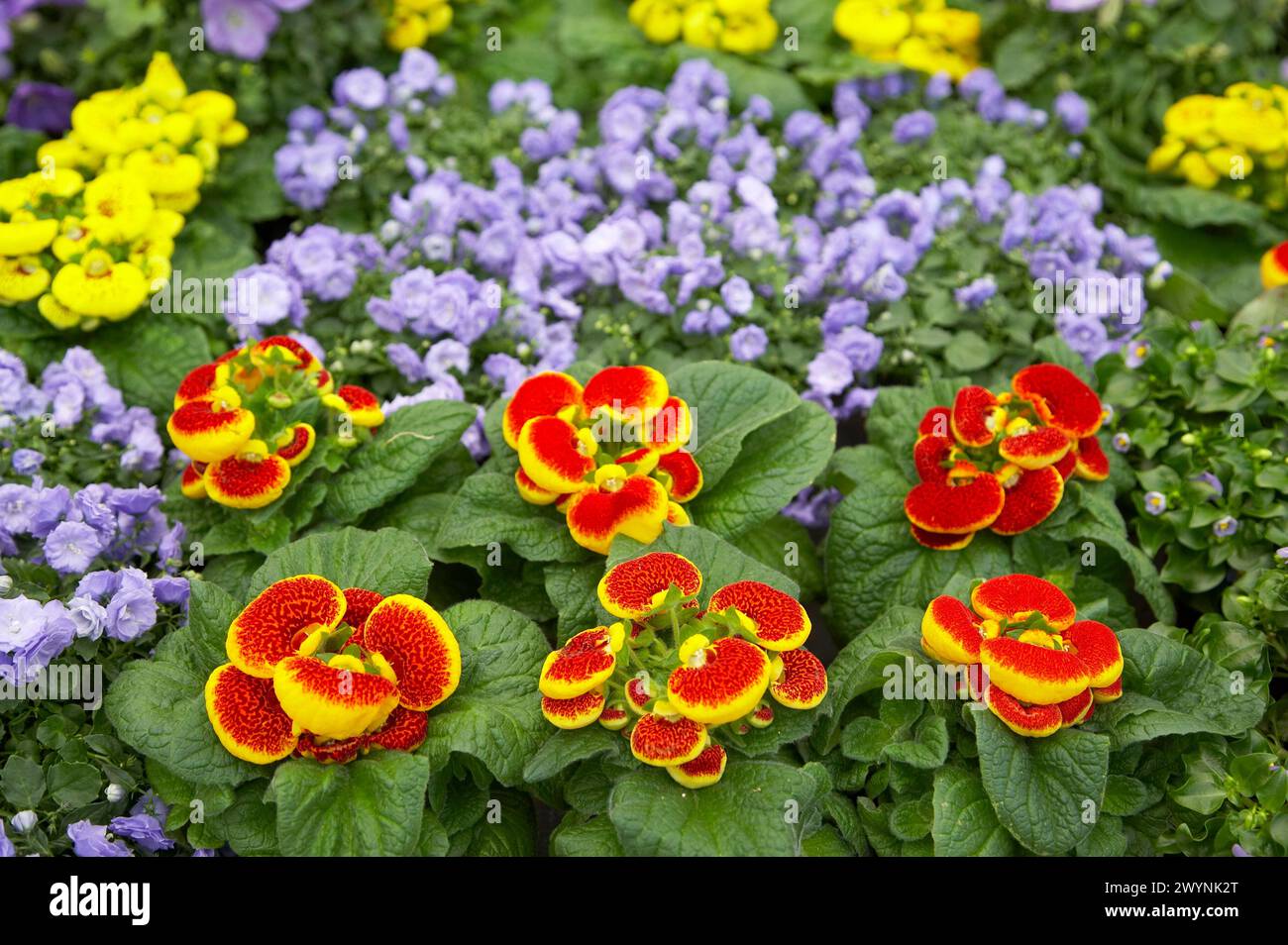 Planta primula hi-res stock photography and images - Alamy