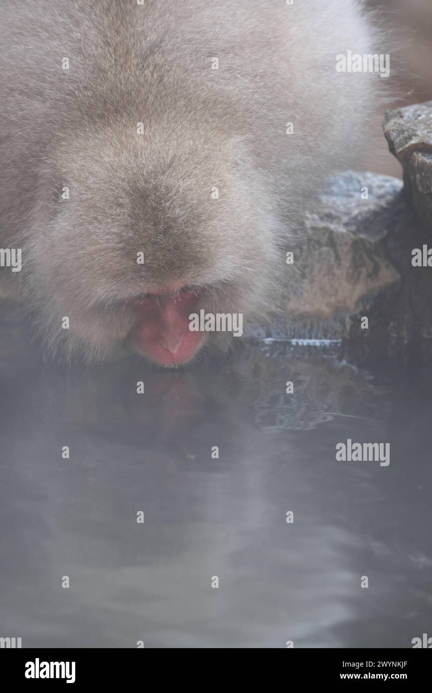 The Japanese macaque (Macaca fuscata), also known as the snow monkey ...