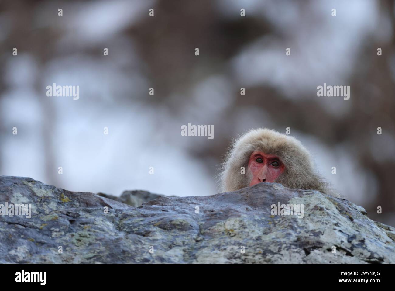The Japanese macaque (Macaca fuscata), also known as the snow monkey ...