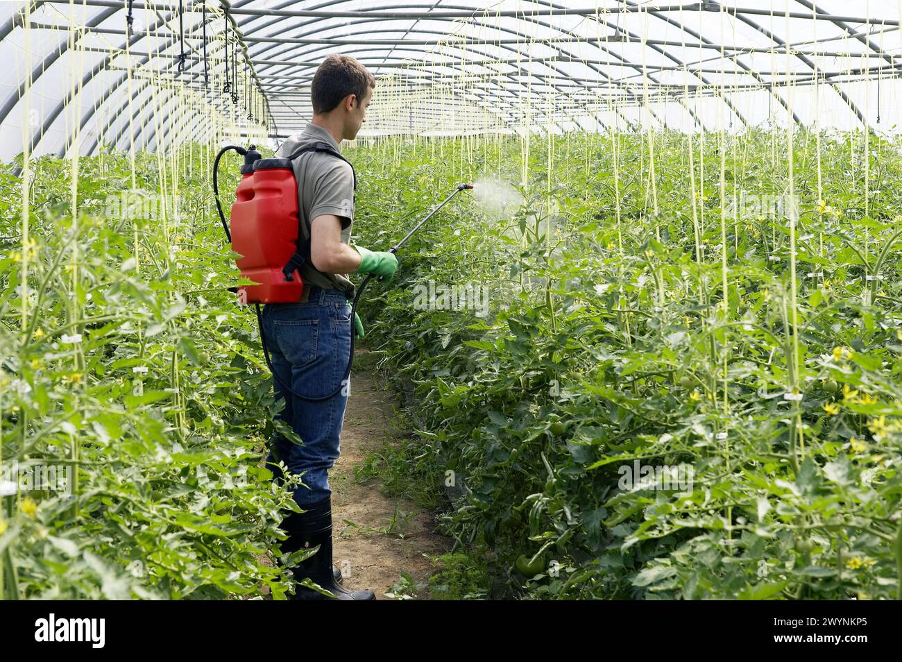 Tomato plant treatment with sprayer (insecticides, pesticides ...