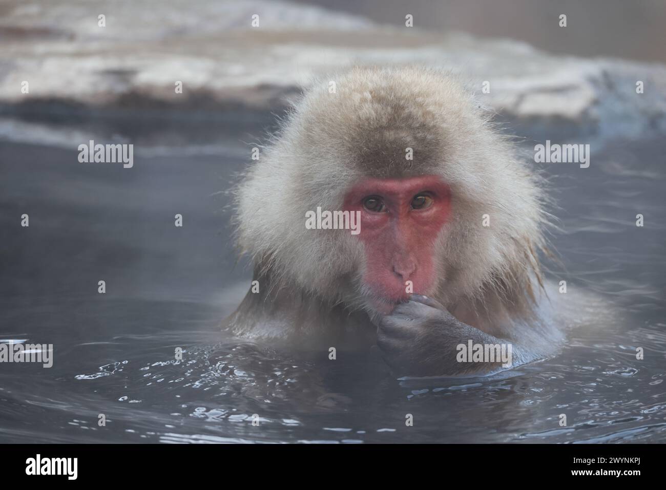 The Japanese macaque (Macaca fuscata), also known as the snow monkey ...
