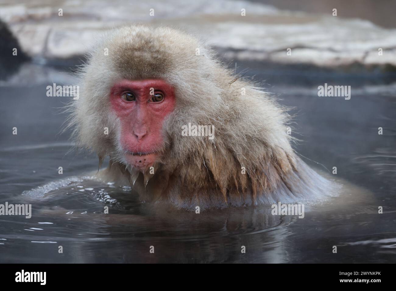 The Japanese macaque (Macaca fuscata), also known as the snow monkey ...