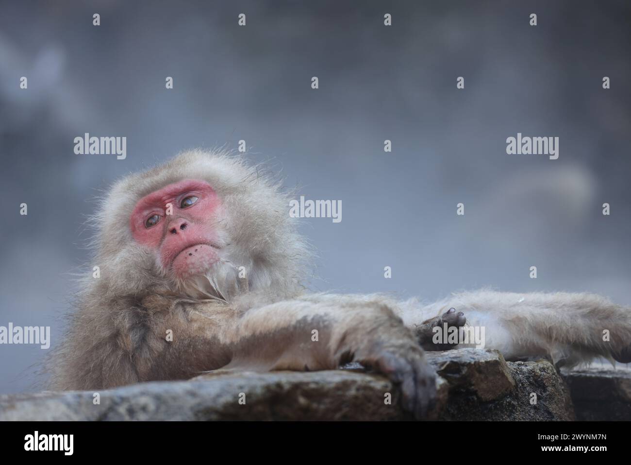 The Japanese macaque (Macaca fuscata), also known as the snow monkey ...