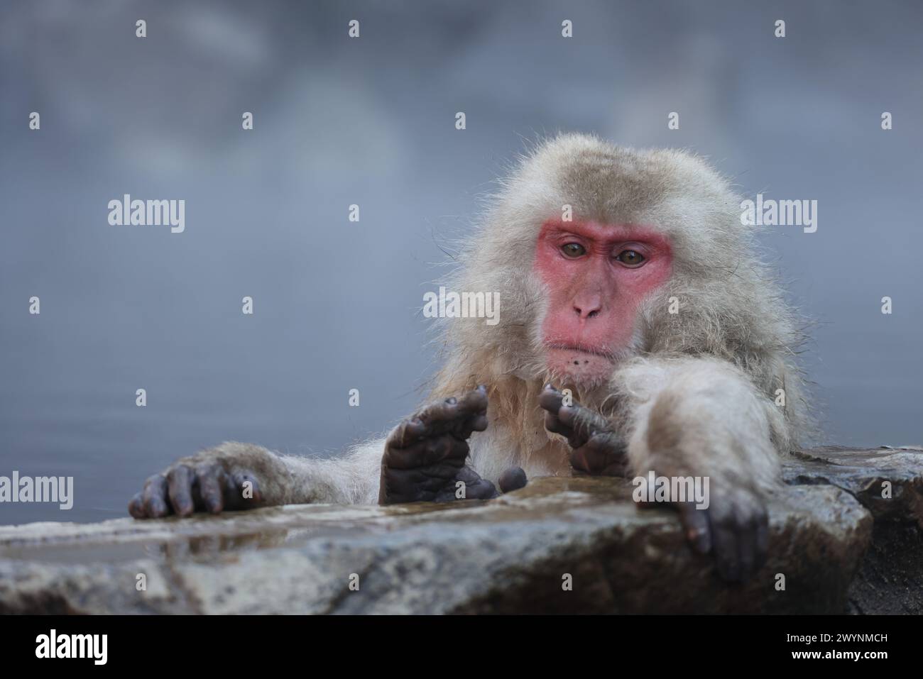 The Japanese macaque (Macaca fuscata), also known as the snow monkey ...