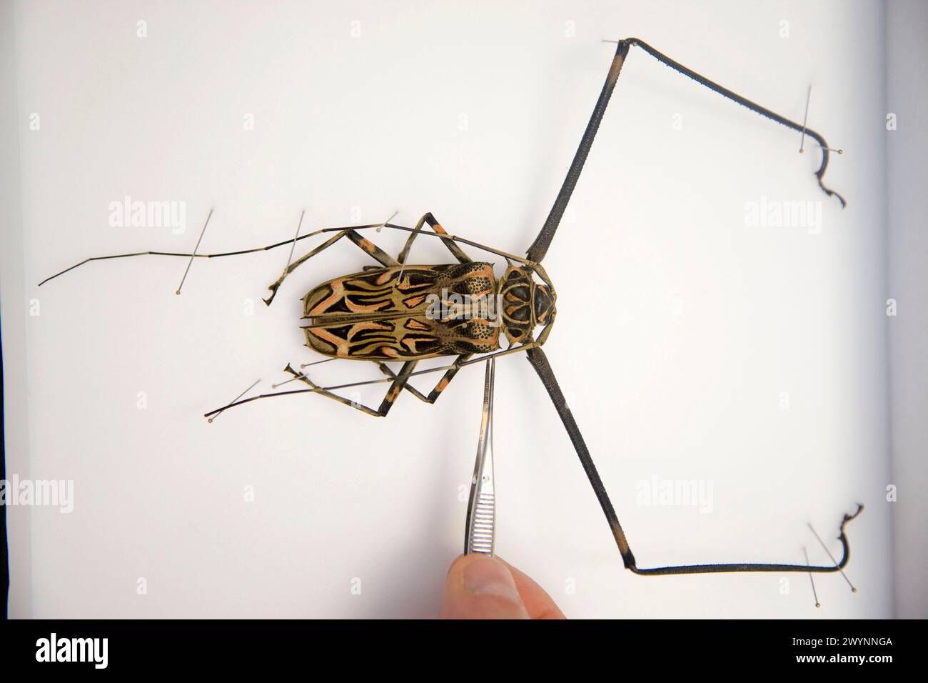 Acrocinus longimanus (Linnaeus, 1758). Fam. Cerambycidae. From Darién ...