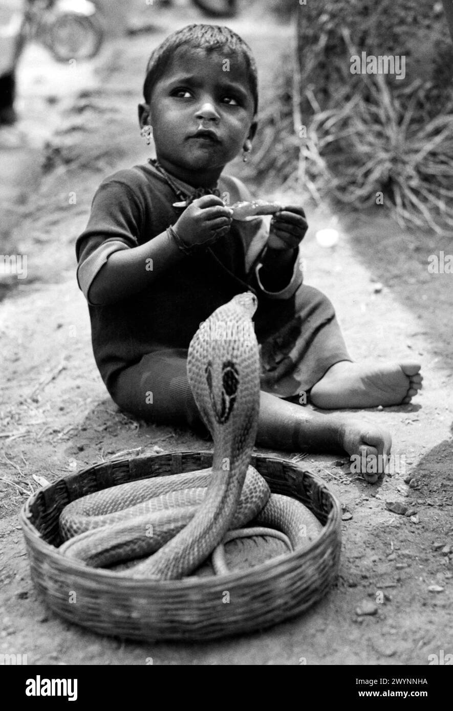 Young child left guarding a snake charmer’s basket when the cobra ...