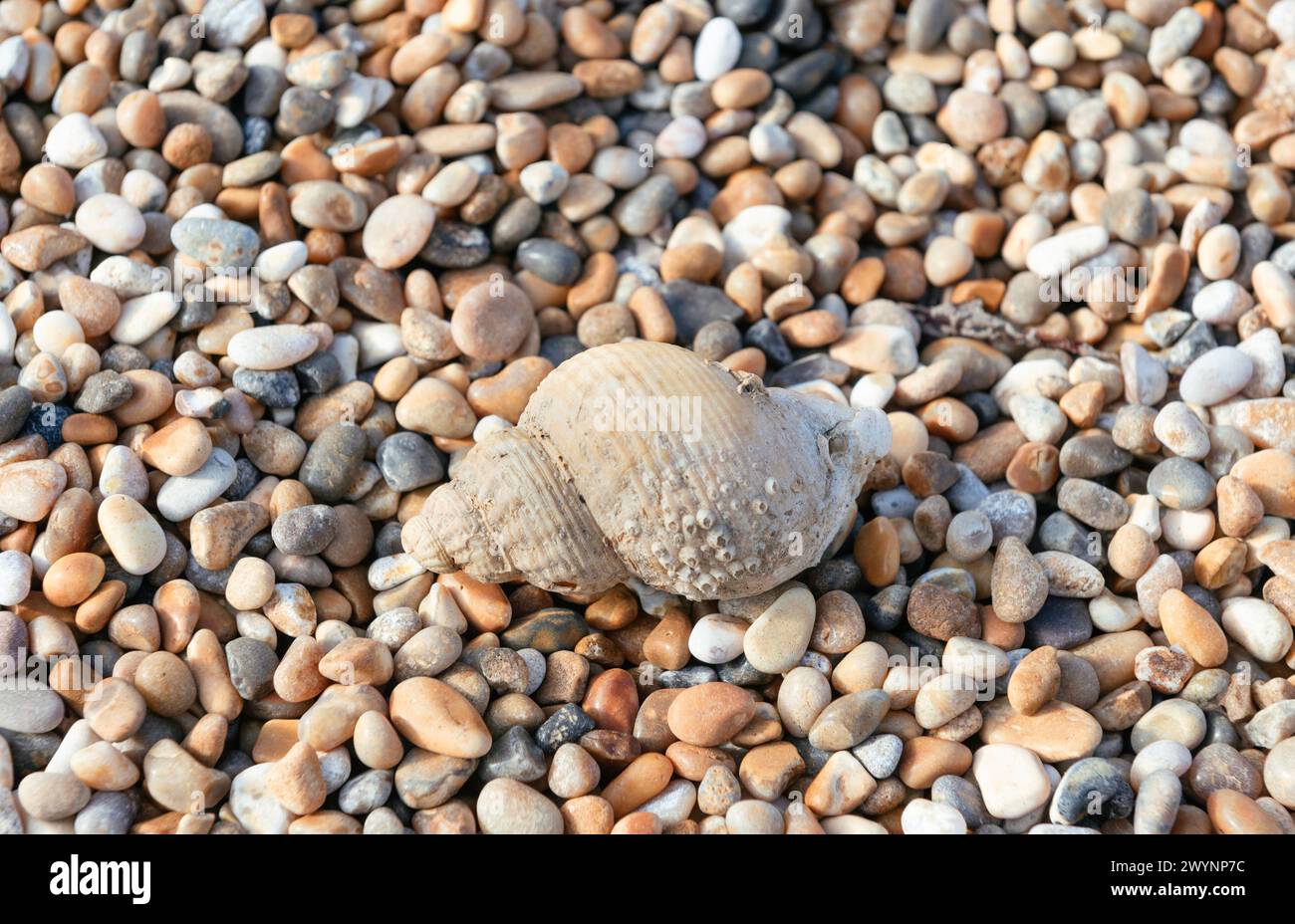 Common Whelk or European Whelk seashell Stock Photo - Alamy