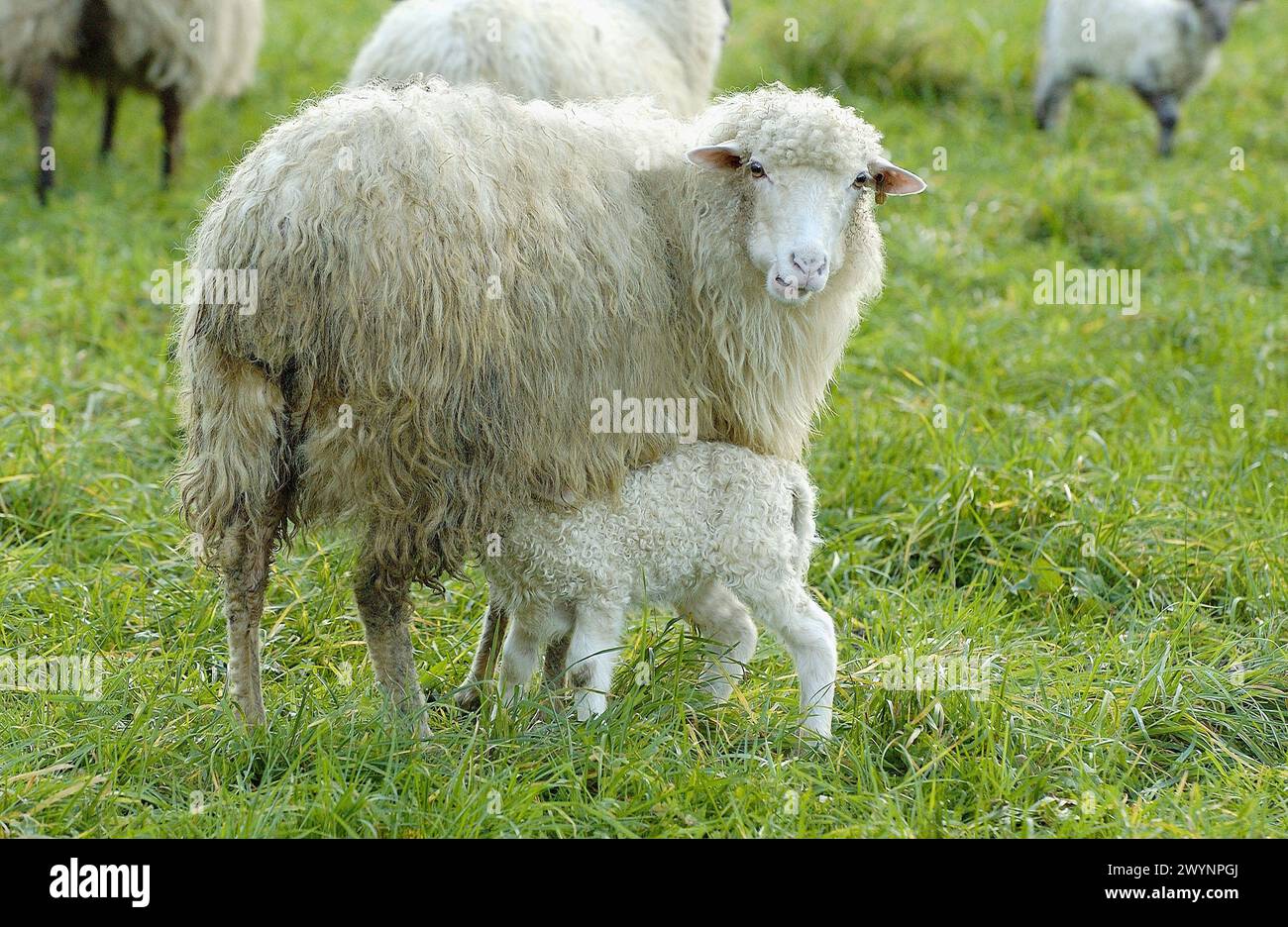 ´Latza´ sheep, adult and lamb. Legazpi. Guipúzcoa, Spain Stock Photo ...