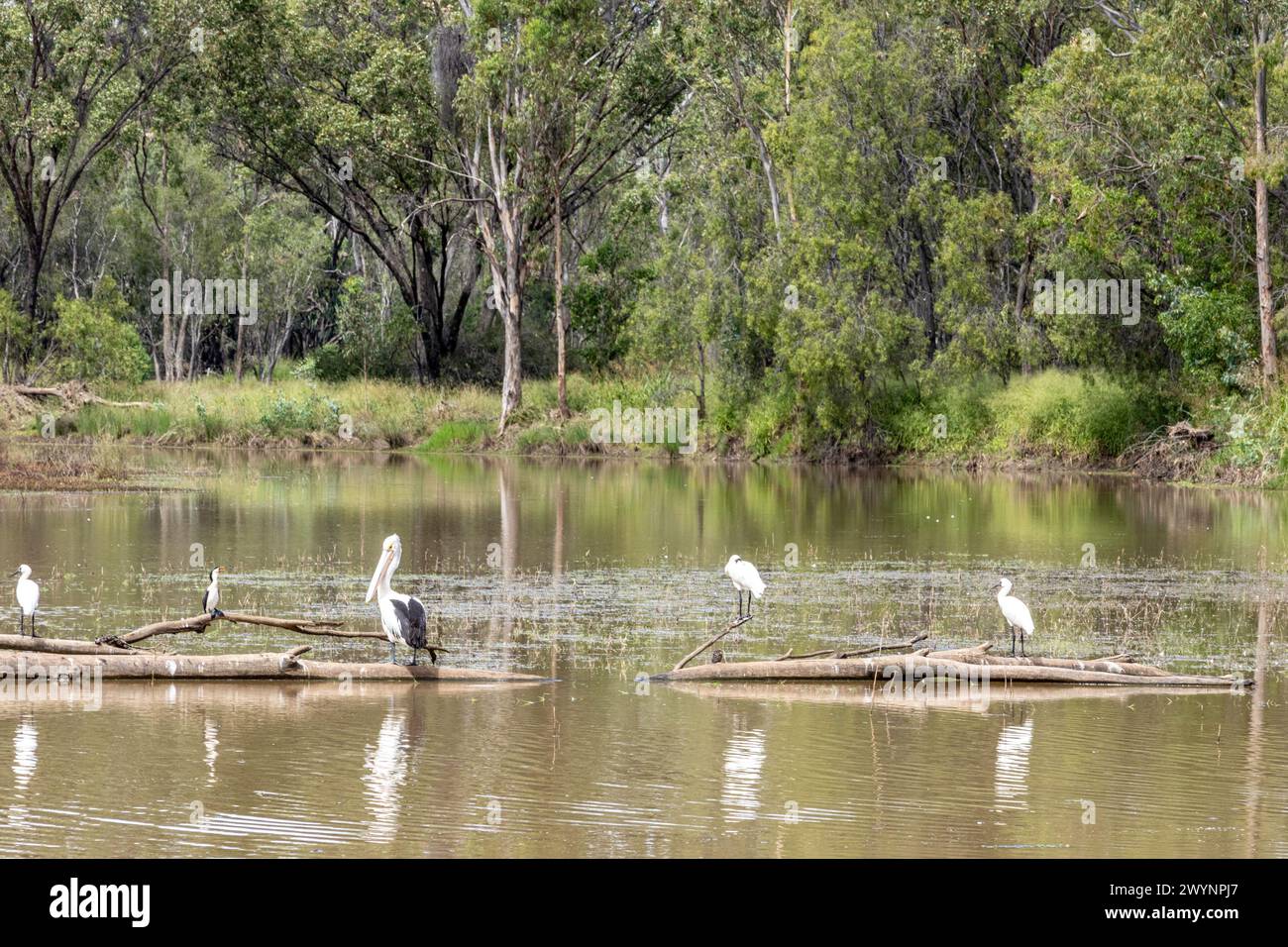 Western downs queensland hi-res stock photography and images - Alamy