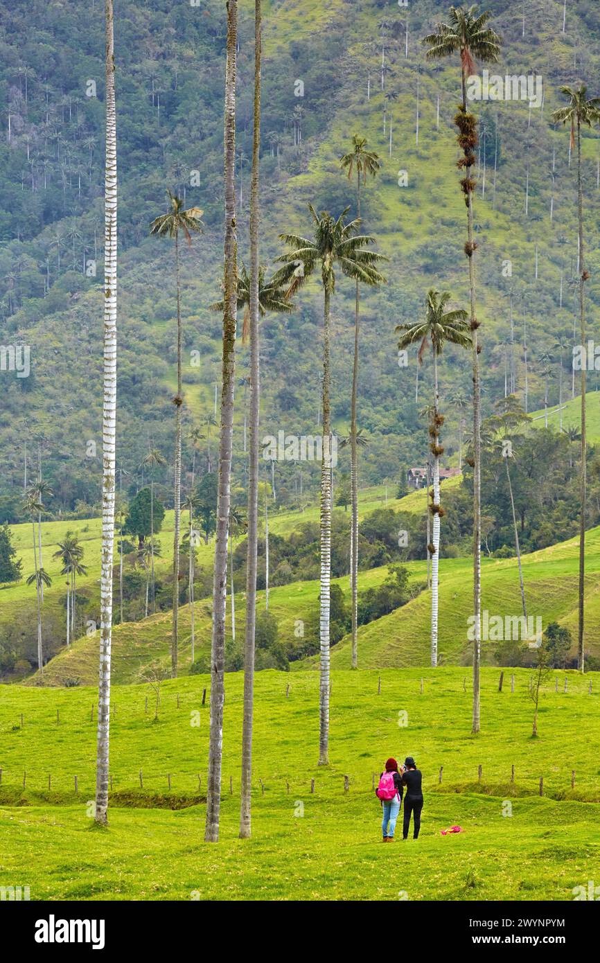 Palma de Cera del Quindío (Ceroxylon quindiuense), Valle del Cocora ...
