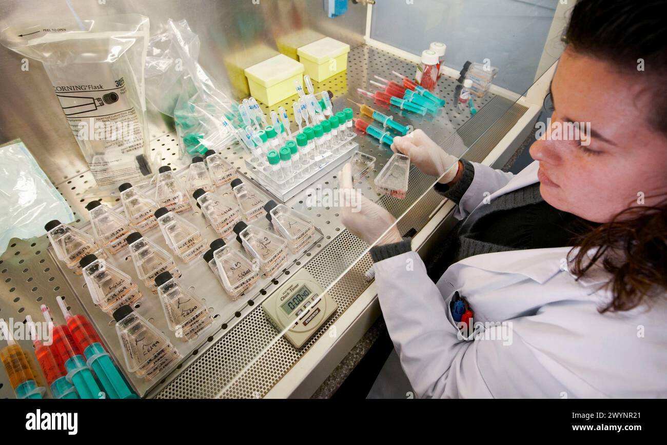 Cell culture, Laboratory of genetics, Cytogenetics. Hospital ...