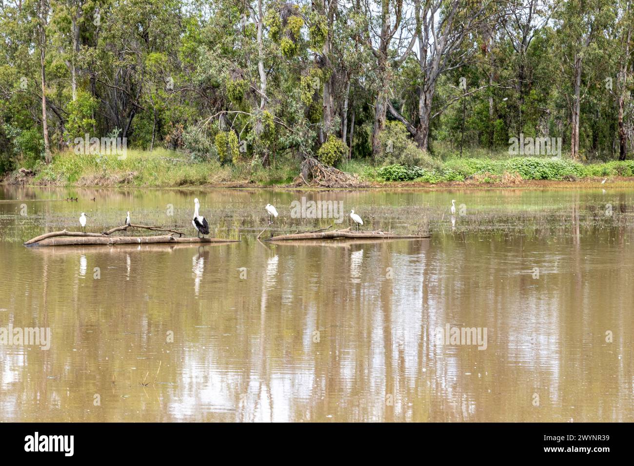 Western downs queensland hi-res stock photography and images - Alamy