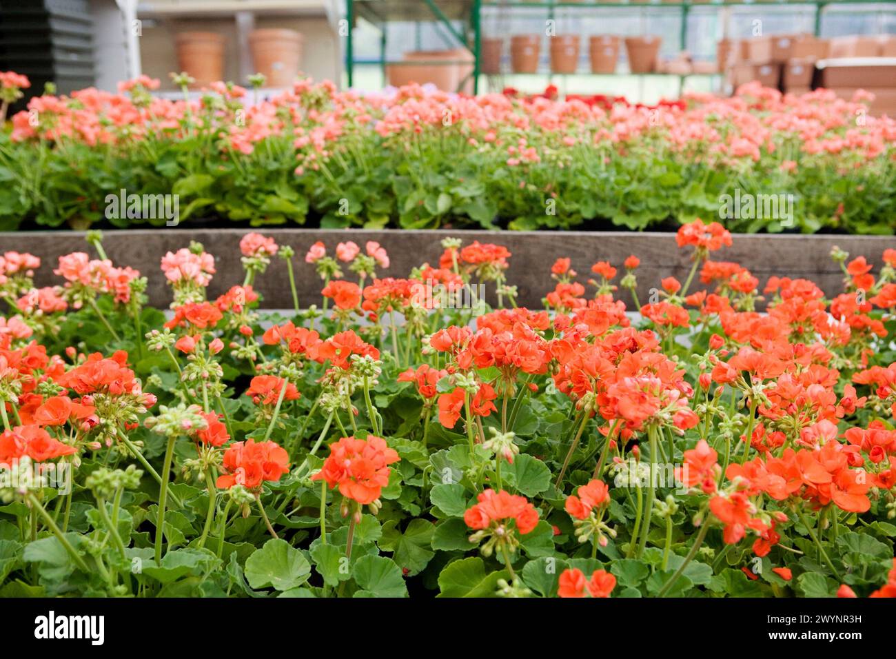 Geraniums garden hi-res stock photography and images - Alamy