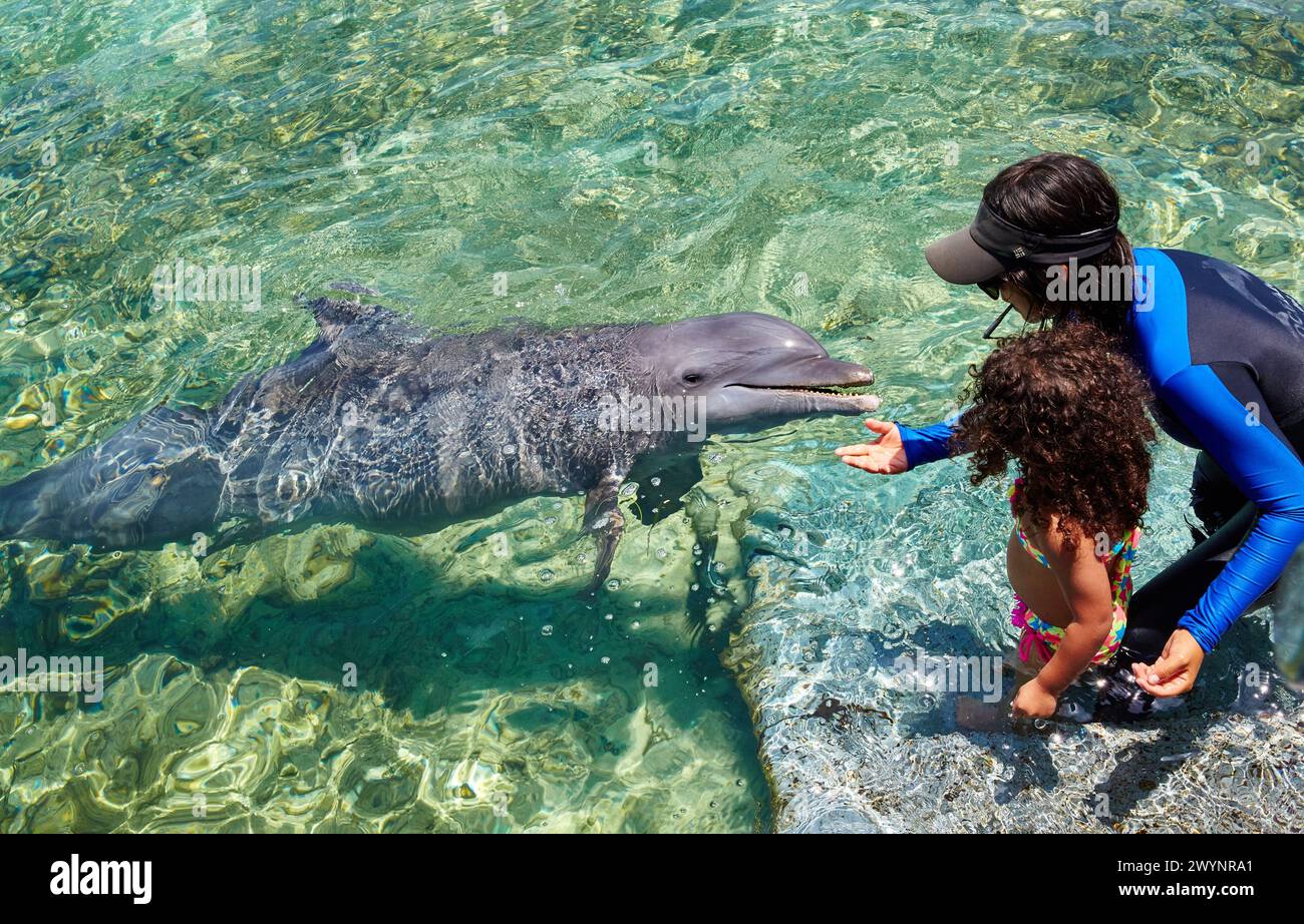 Bottlenose Dolphin (Tursiops truncatus), Oceanarium, San Martin de ...