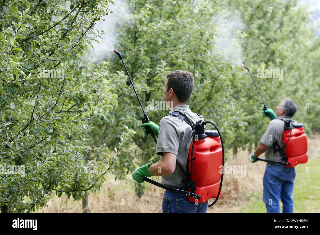 Farmers treating fruit trees with sprayer (Insecticides, Pesticides ...
