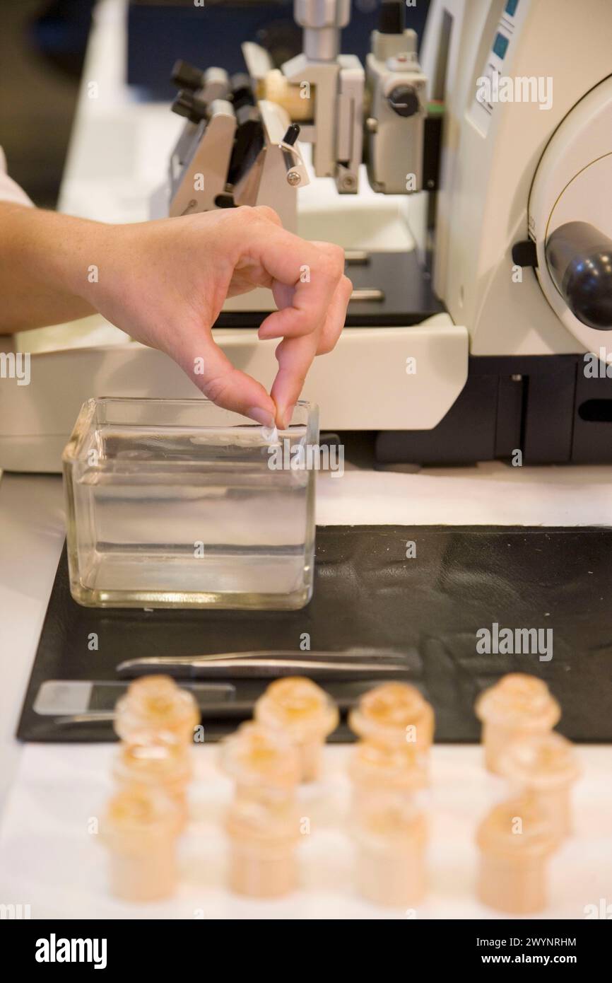 Microtome, Fishing biology laboratory. Polishing and reading of ...