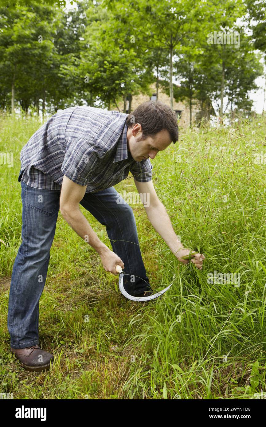 Farmer using sickle Stock Photo - Alamy
