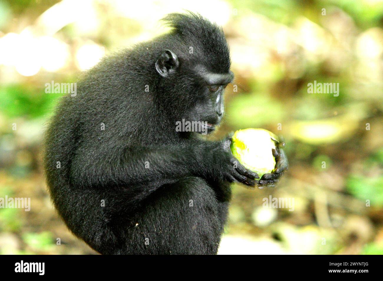 A Crested Macaque Macaca Nigra Pays Attention To A Fruit Before a-crested-macaque-macaca-nigra-pays-attention-to-a-fruit-before
