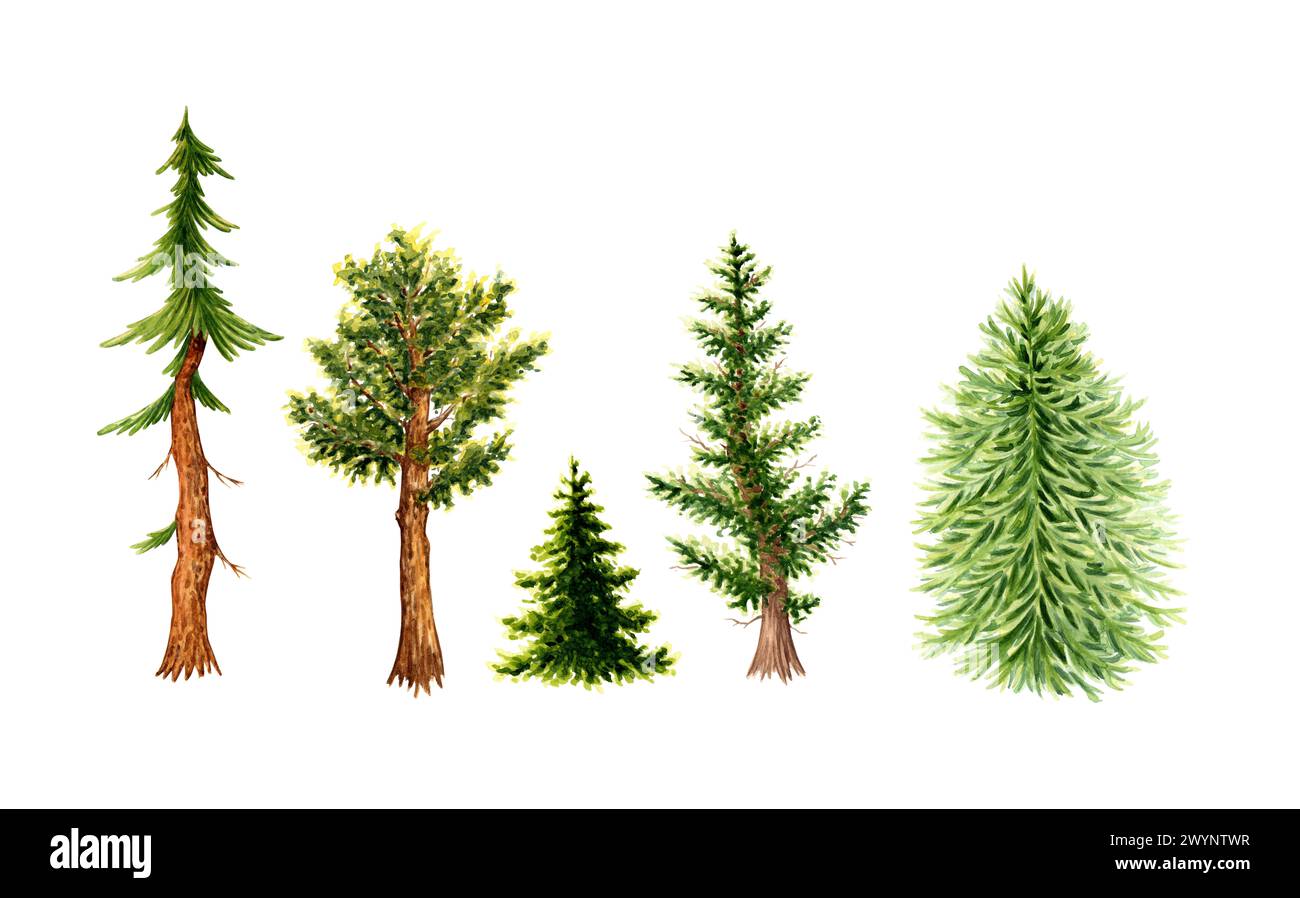 Set watercolor illustrations evergreen coniferous trees. Forest plant ...