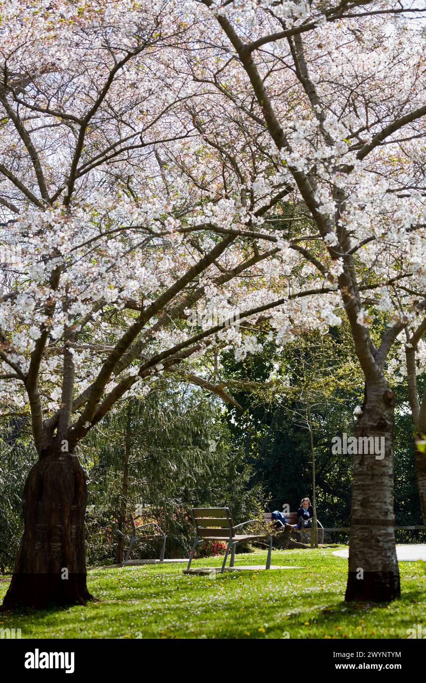 Trees in bloom. spring. Cristina Enea Park. Donostia. San Sebastian ...