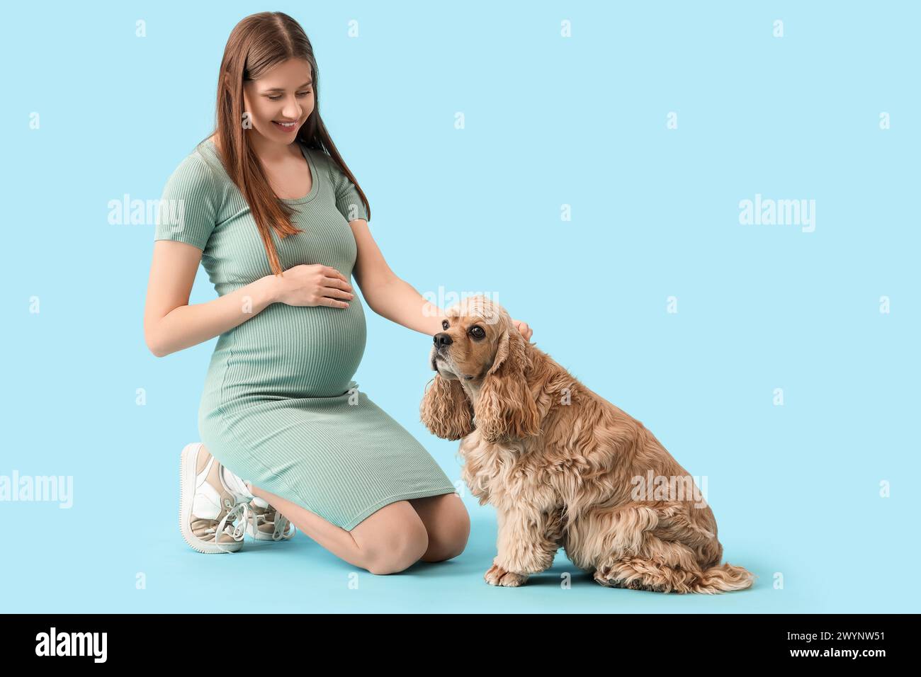 Beautiful pregnant woman with cocker spaniel on blue background Stock ...