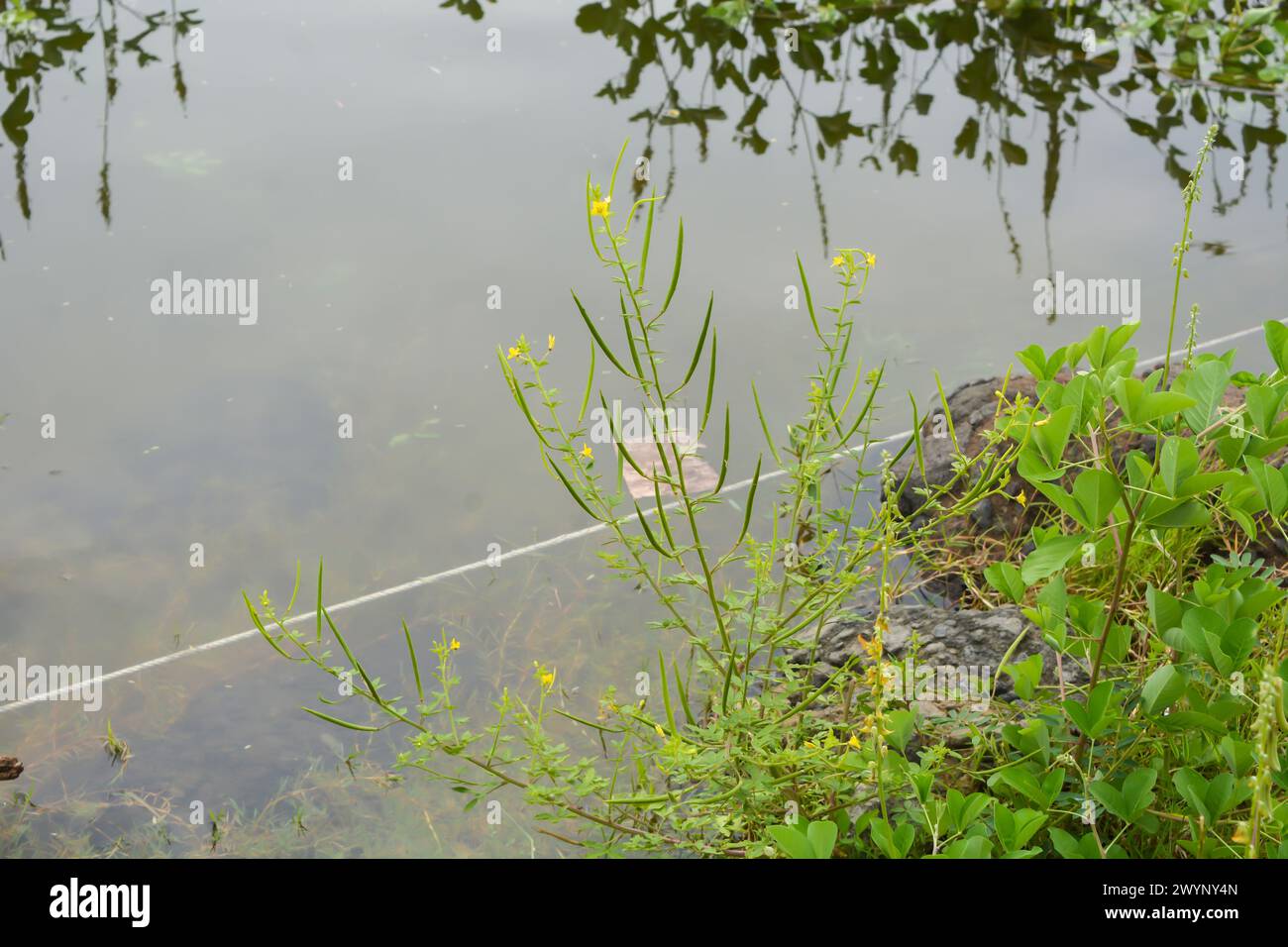 The Wadaslintang Reservoir Dam in Wonosobo, Indonesia Stock Photo - Alamy