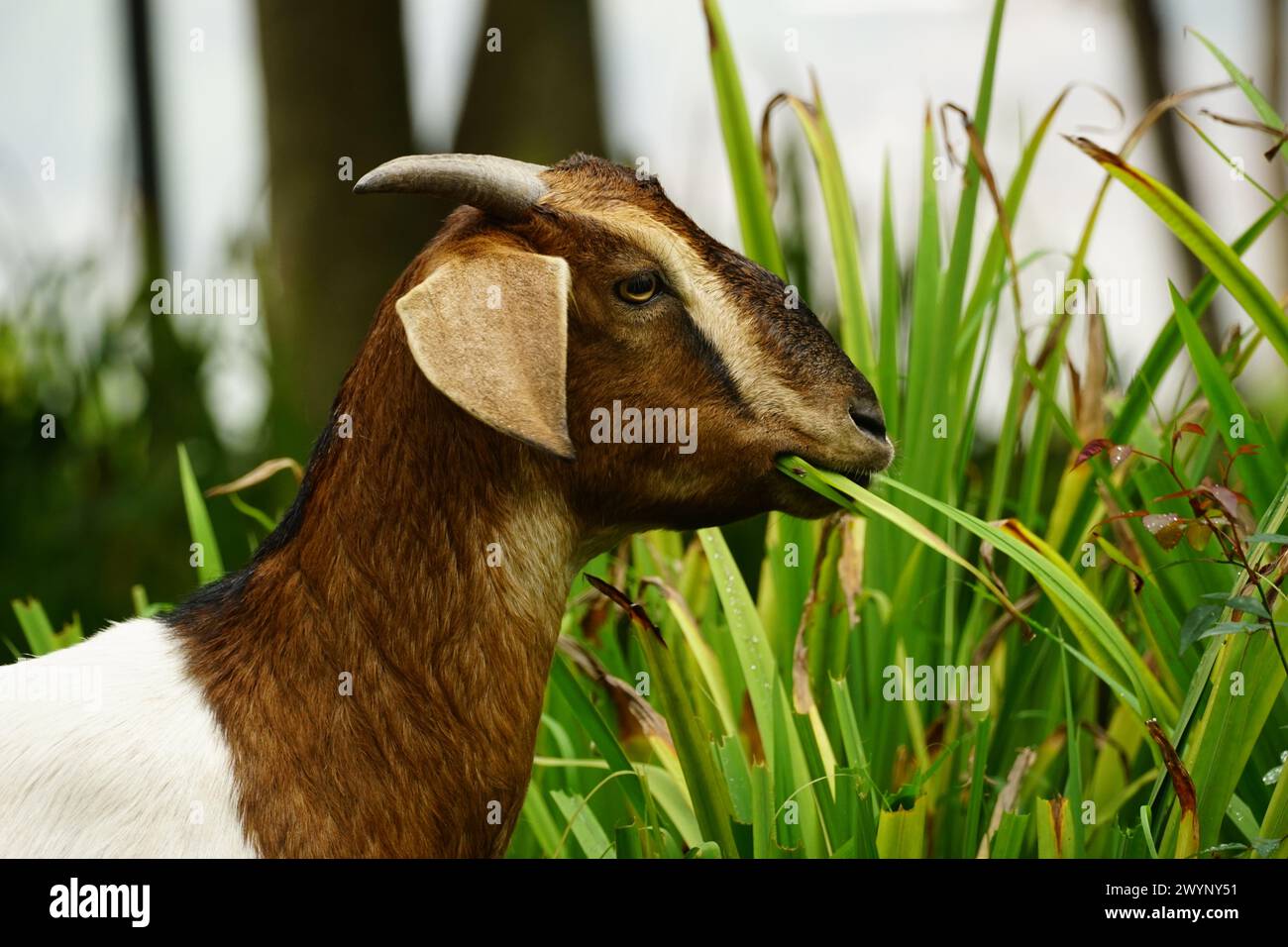 The goat is eating grass in the garden Stock Photo - Alamy
