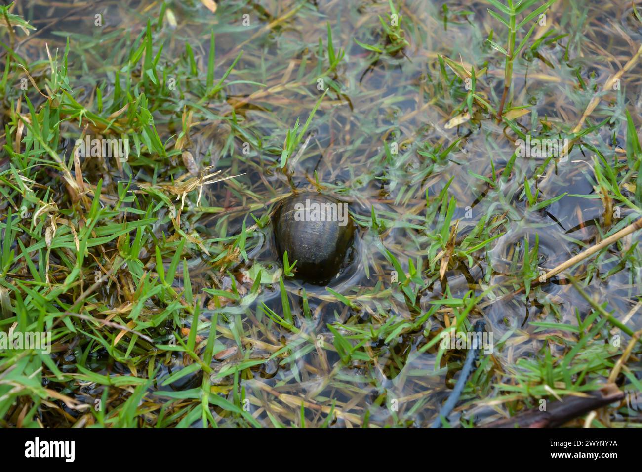 Amphibians, namely golden snails that are in a rock and lay eggs Stock ...