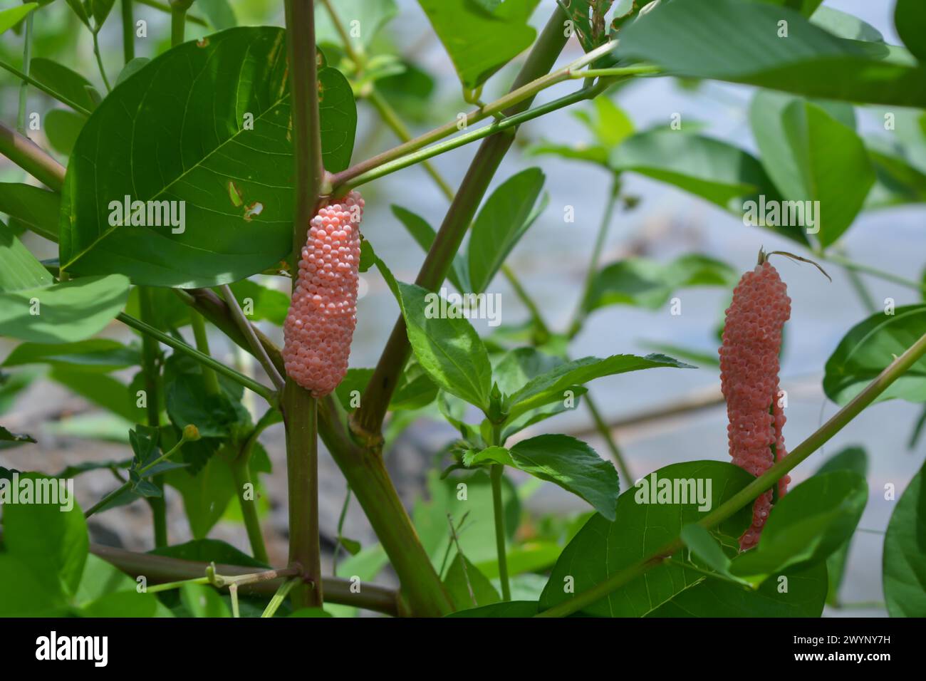 Amphibians, namely golden snails that are in a rock and lay eggs Stock ...