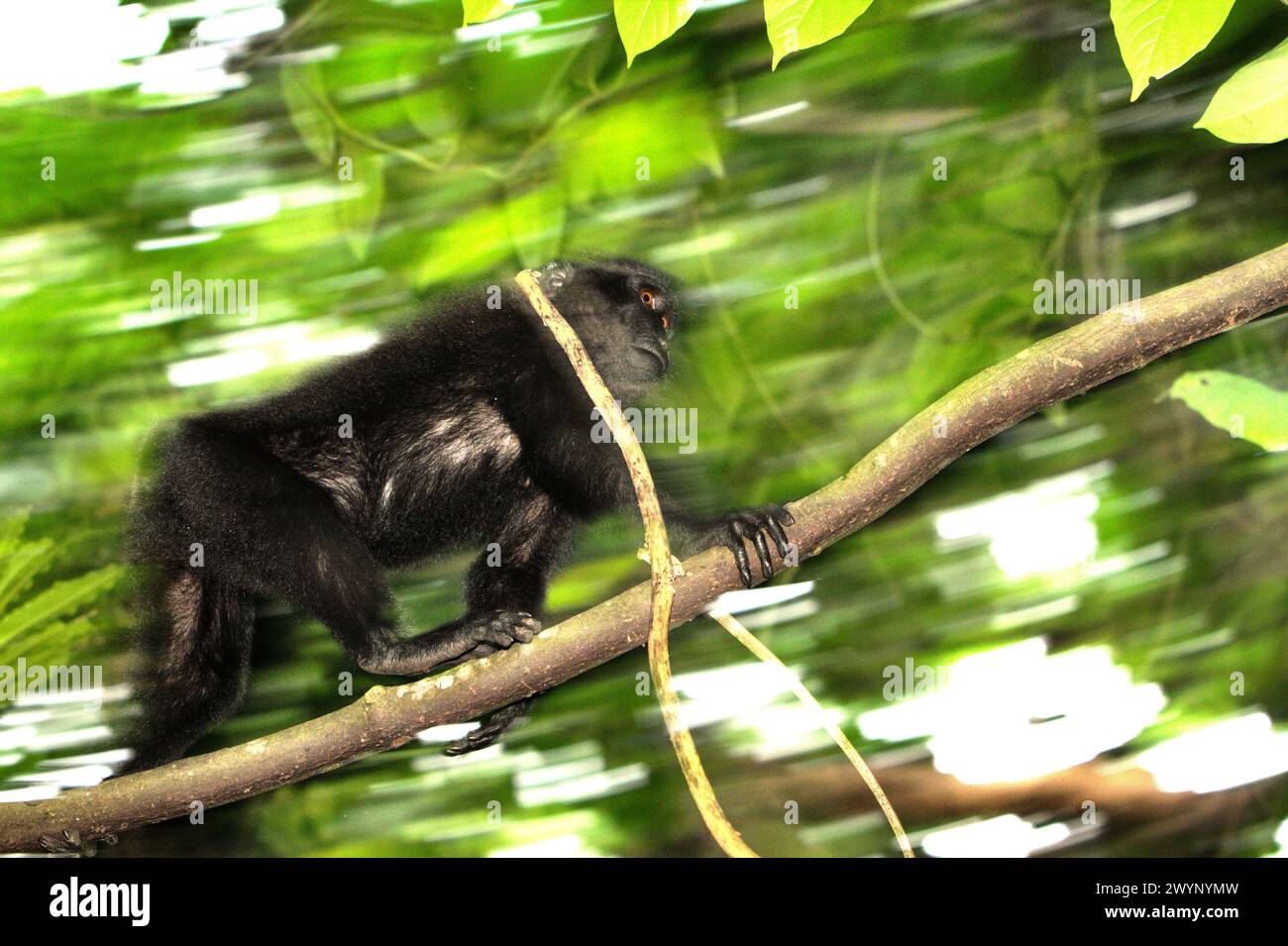 Primate ecosystem warming hi-res stock photography and images - Alamy