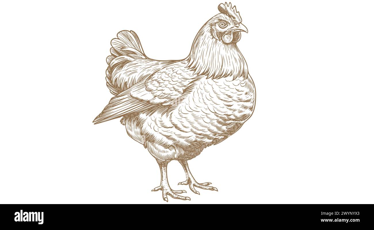 Chicken, hen, sketch. Vintage retro print Stock Vector Image & Art - Alamy