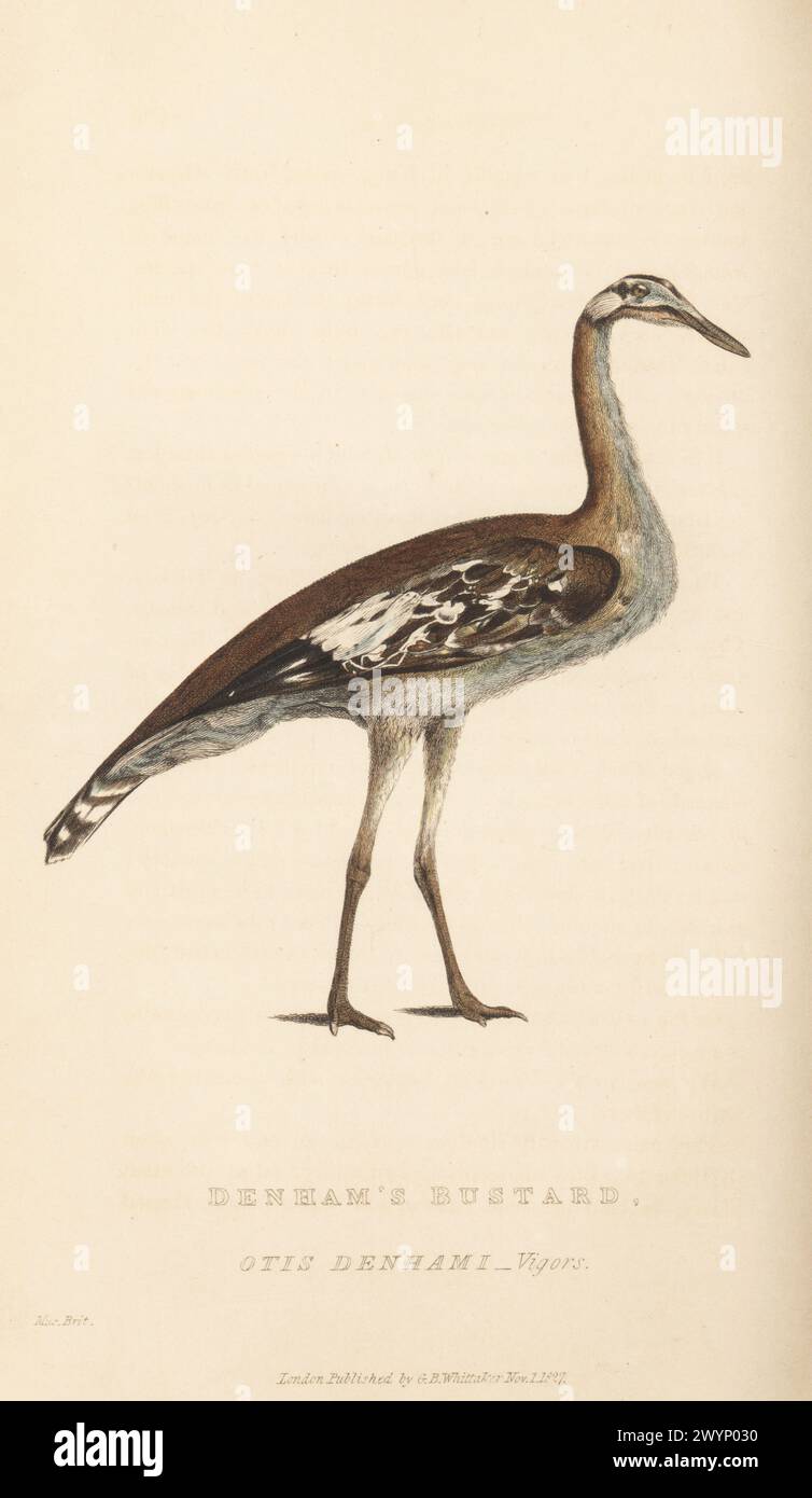 Denham's bustard, Stanley bustard or Stanley's bustard, Neotis denhami ...