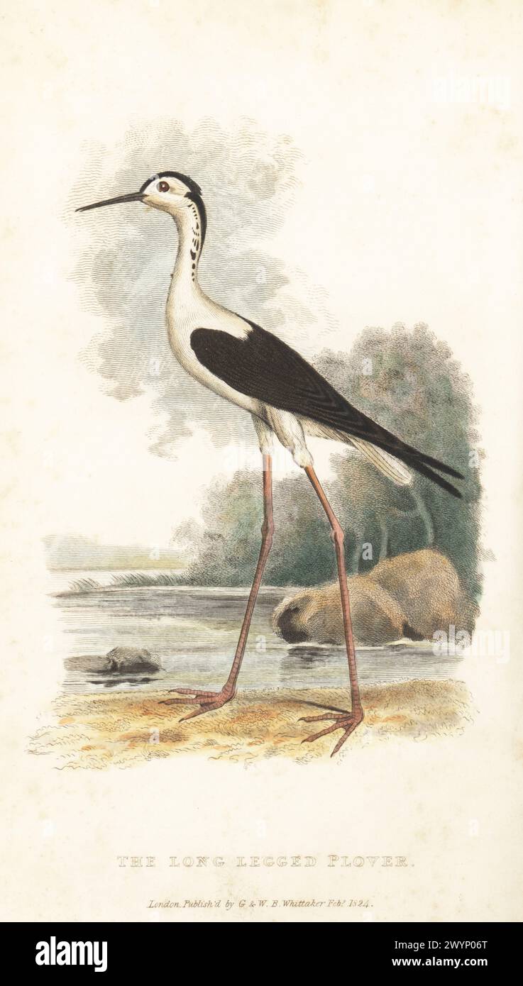 Black-winged stilt, Himantopus himantopus. The long-legged plover ...