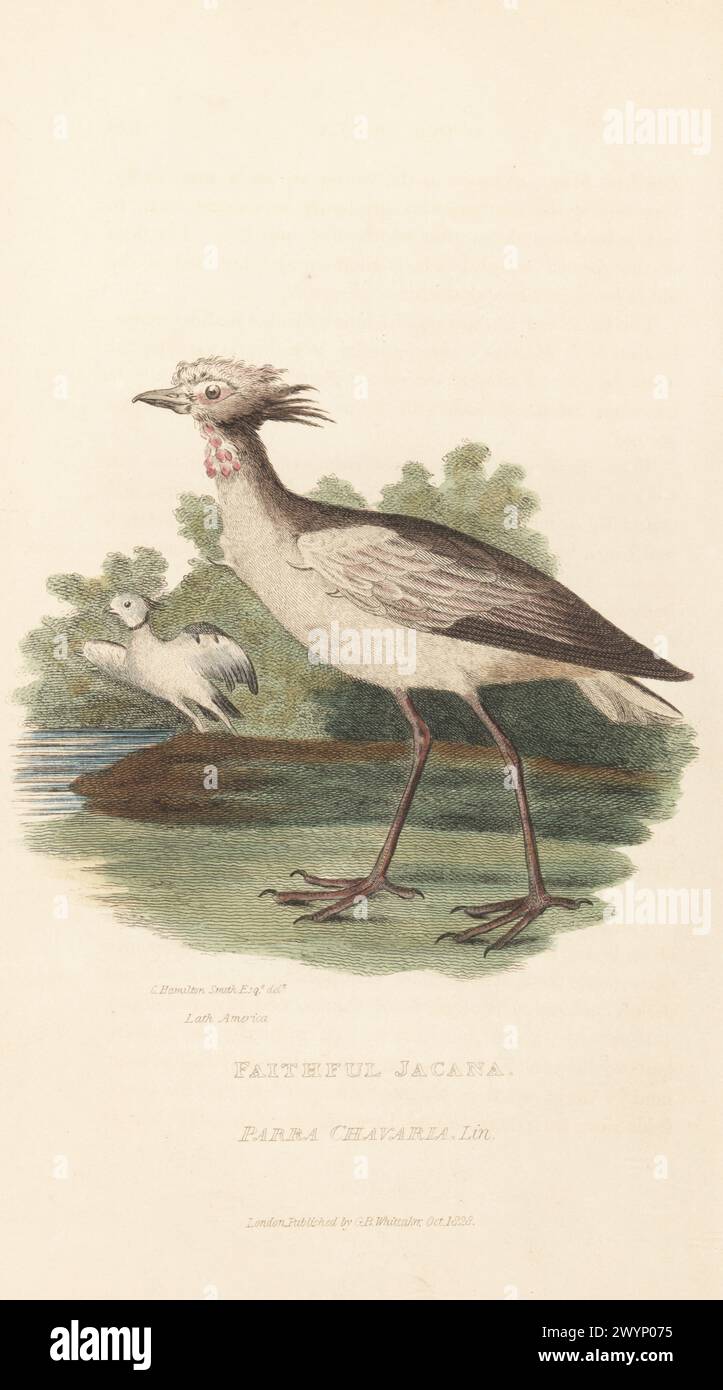 Northern screamer chauna chavaria hi-res stock photography and images ...