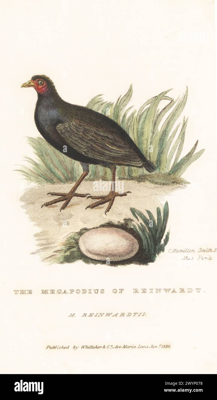 Megapode birds hi-res stock photography and images - Alamy