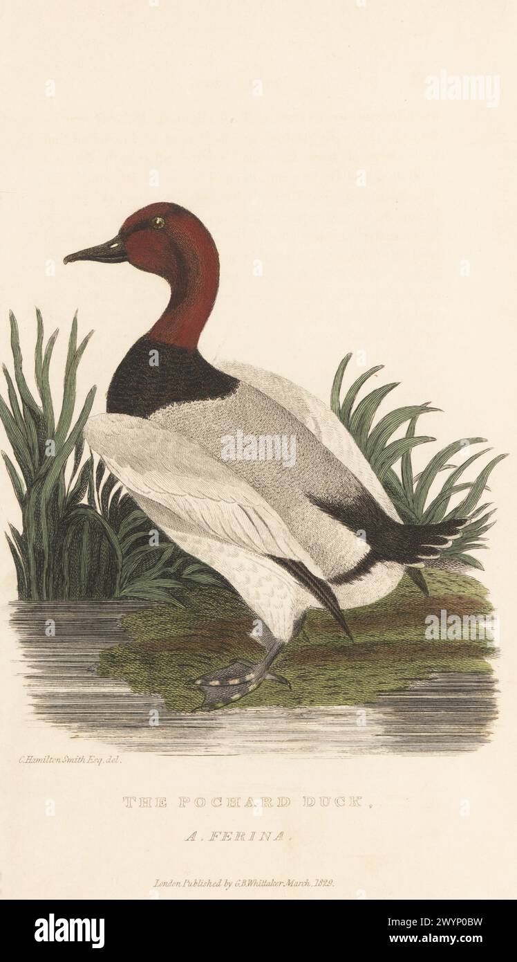Common pochard, Aythya ferina. Native to the Hawkesbury River, New ...