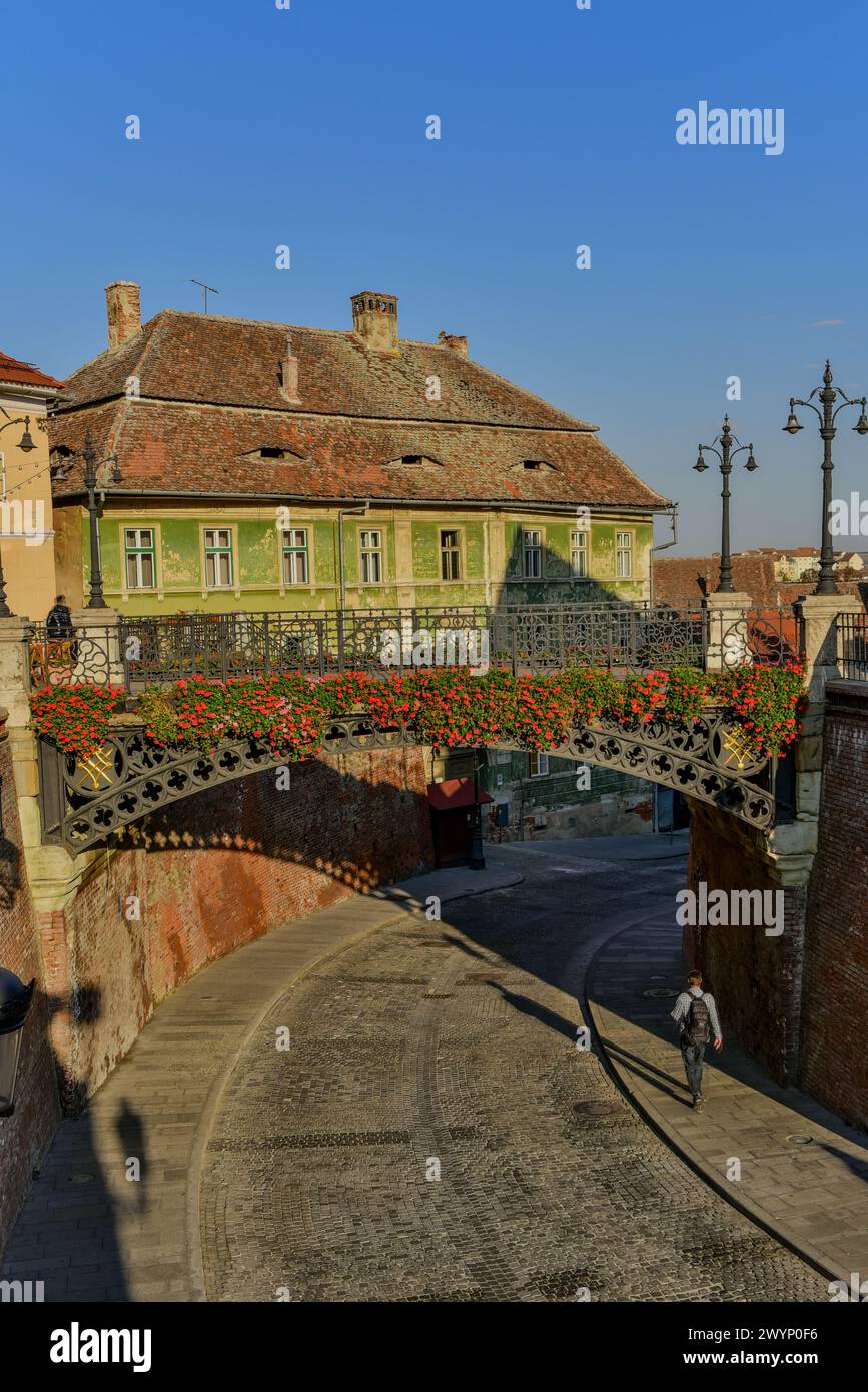 Flowers bathing in the morning sun on the Bridge of Lies, a legendary ...