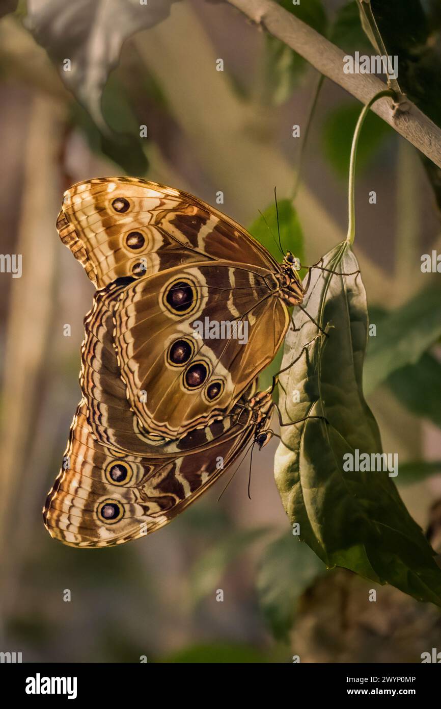 Menelaus blue morpho butterflies hi-res stock photography and images ...