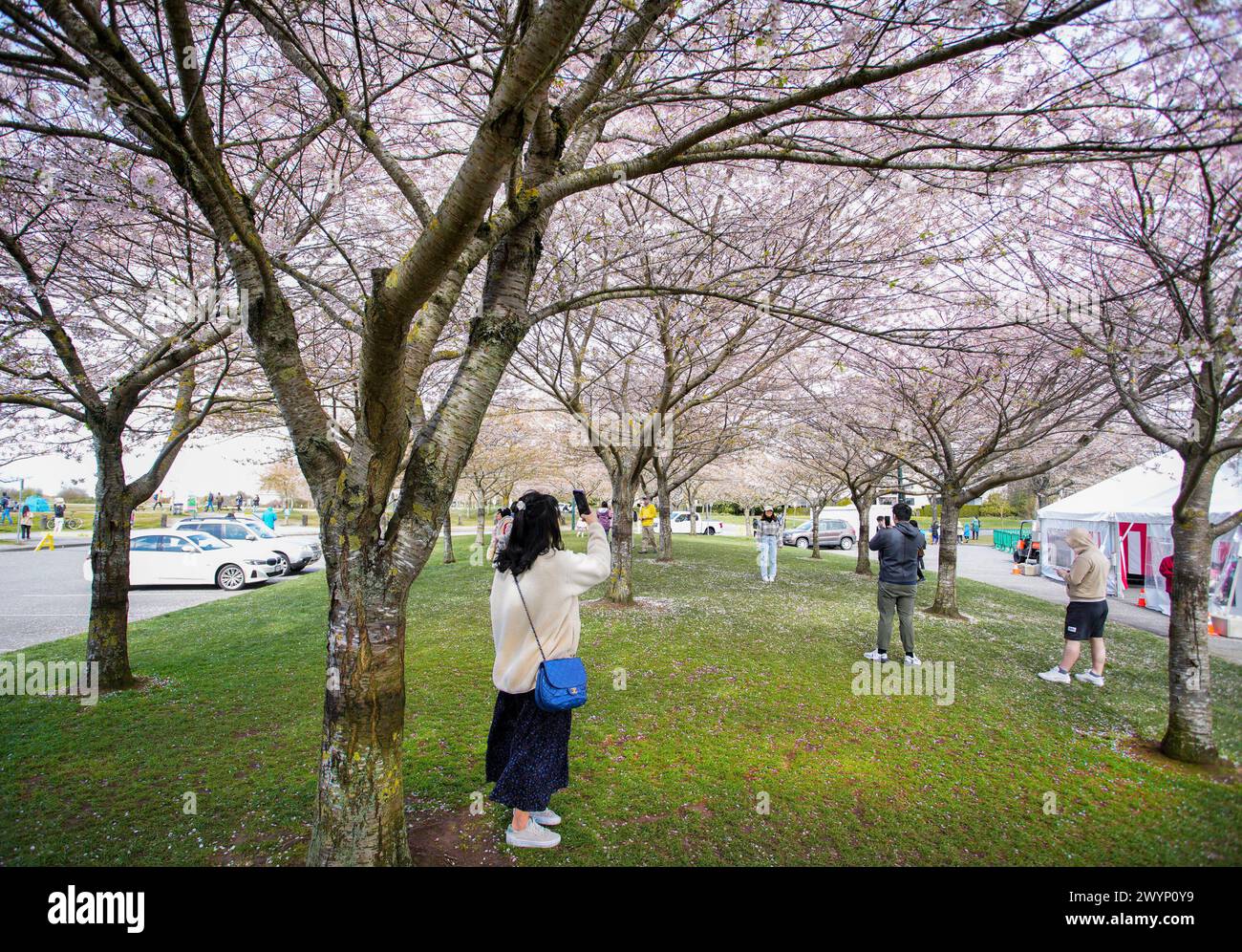 Richmond, Canada. 7th Apr, 2024. People enjoy their time under cherry ...