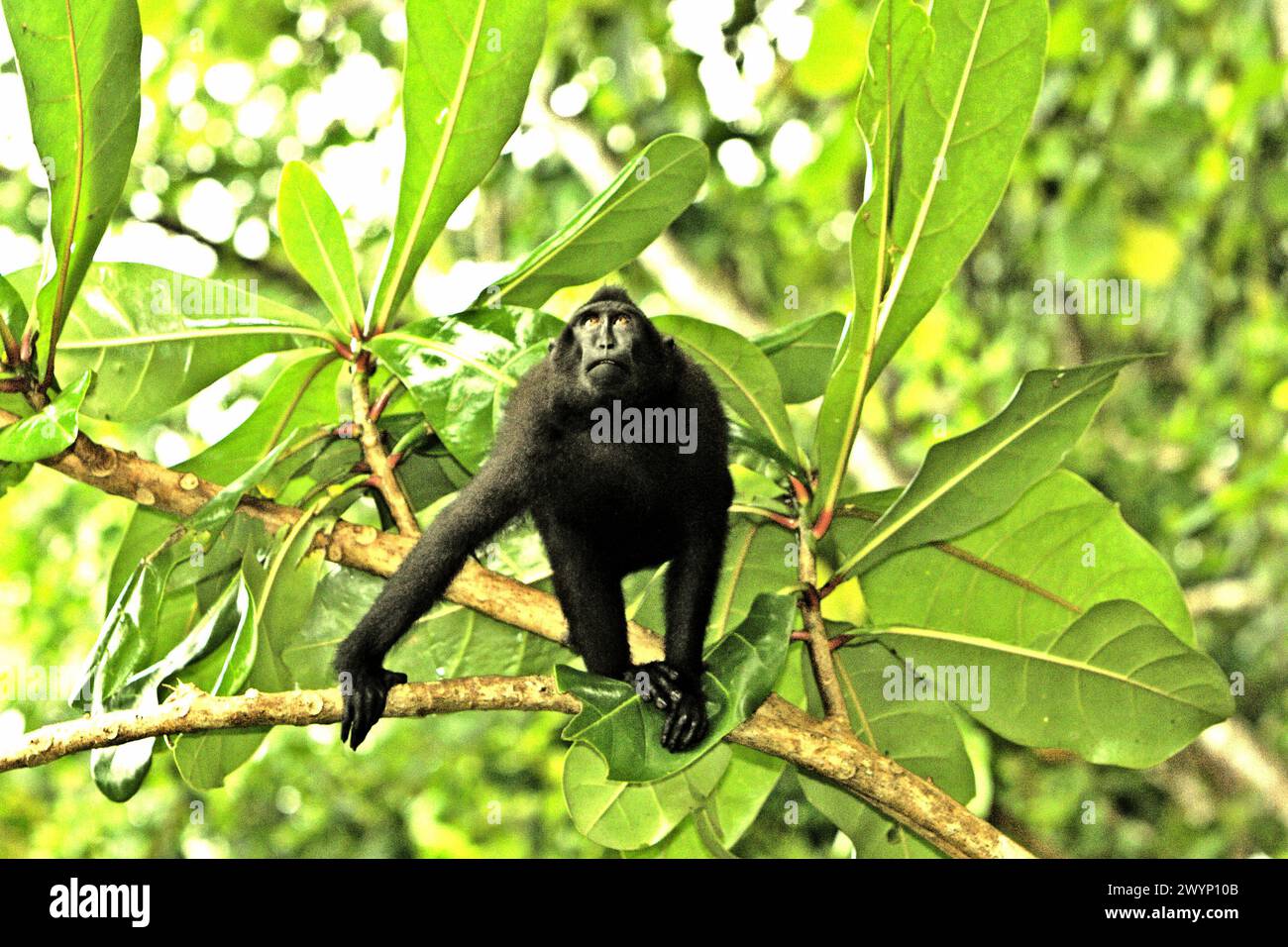 Primate ecological balance hi-res stock photography and images - Alamy