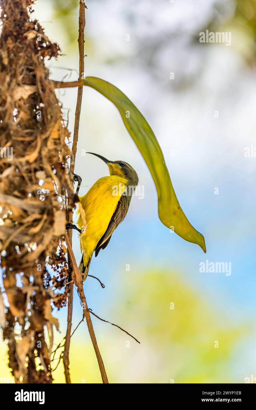 A garden sunbird (Cinnyris jugularis), previously known as the olive ...